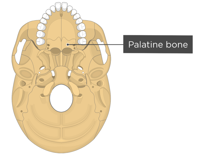 The Skull Bones - Inferior View