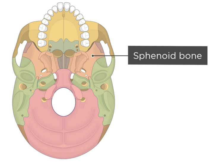 The Skull Bones Anatomy - Inferior View | GetBodySmart