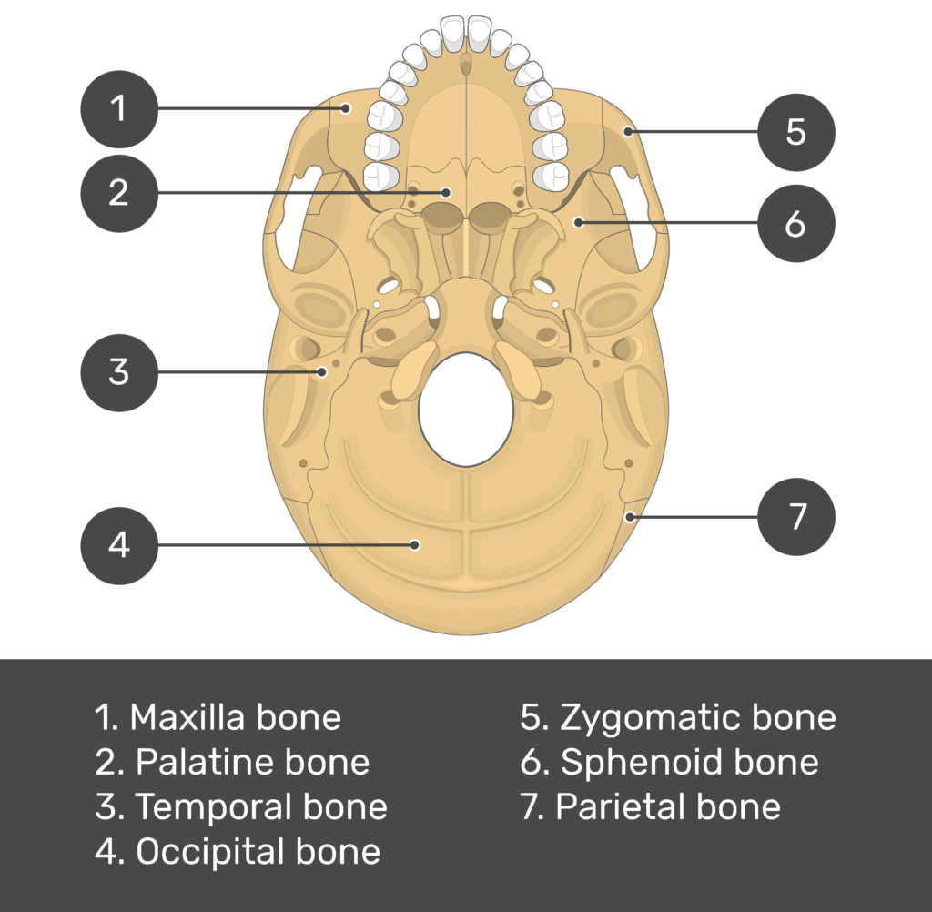 The Skull Bones Anatomy - Inferior View | GetBodySmart