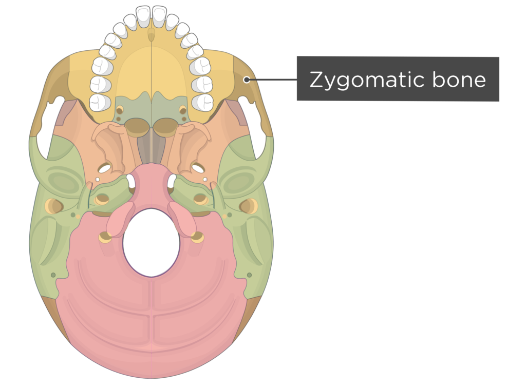 Sphenoid Bone Inferior View