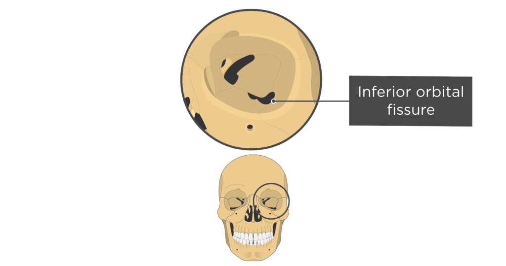 Fissure Bone Superior Orbital Fissure – European Journal Of Anatomy