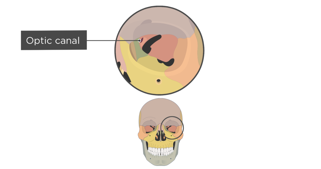 Optic Canal Skull