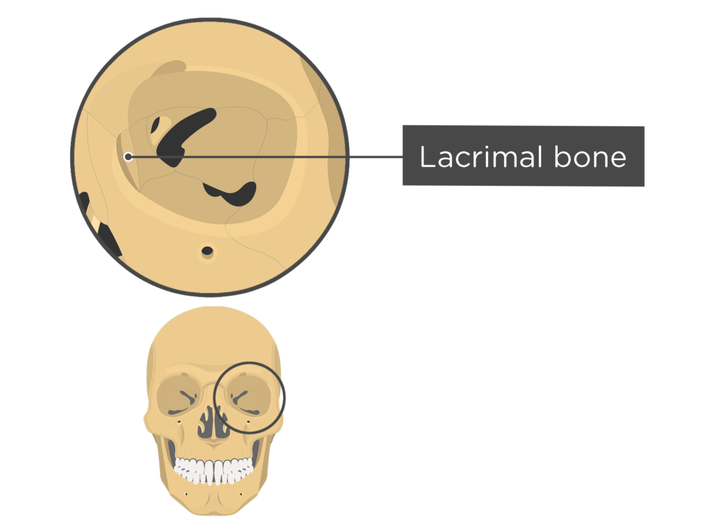 Orbital Bone Diagram