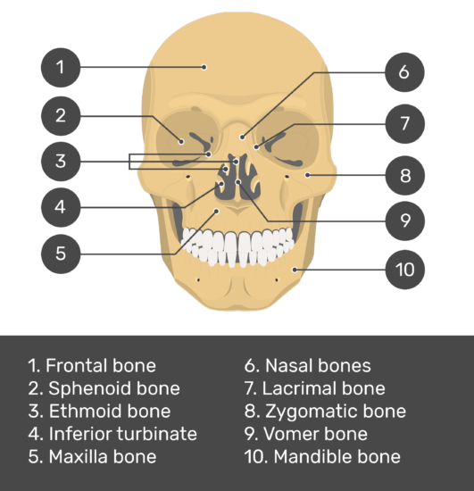 Skull Bones
