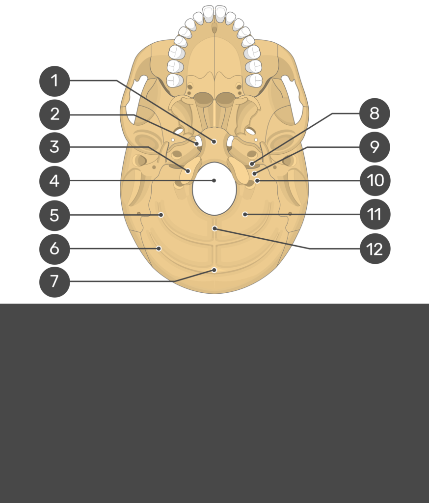 Inferior Skull Labeled Cranial Foramina Foramen Ovale Skull
