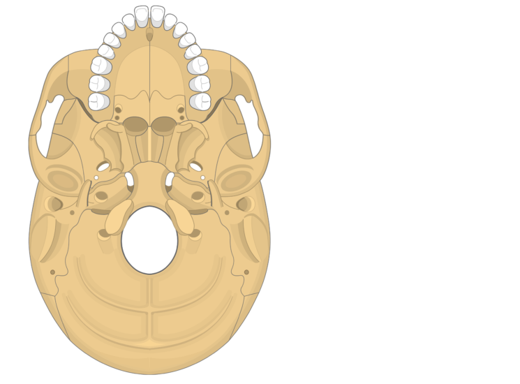 Skull Bone Markings - Inferior View - Part 1 | GetBodySmart