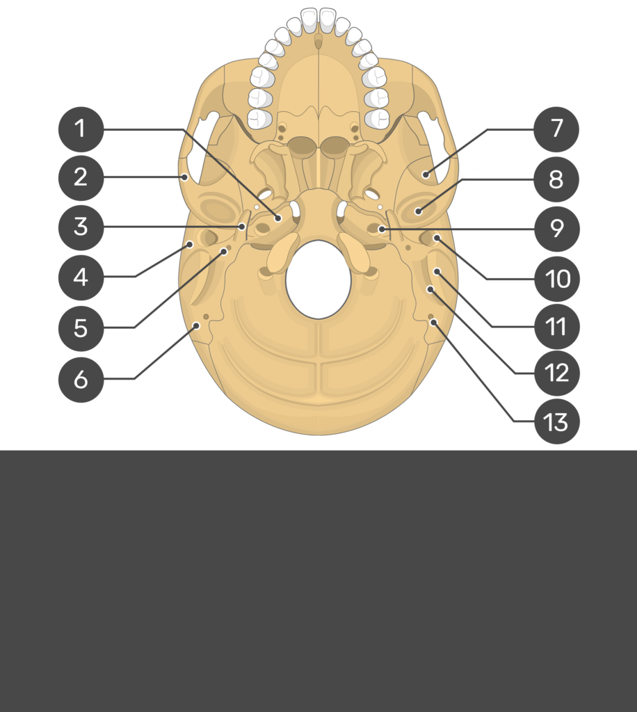 The Skull Bones Anatomy - Inferior View | GetBodySmart