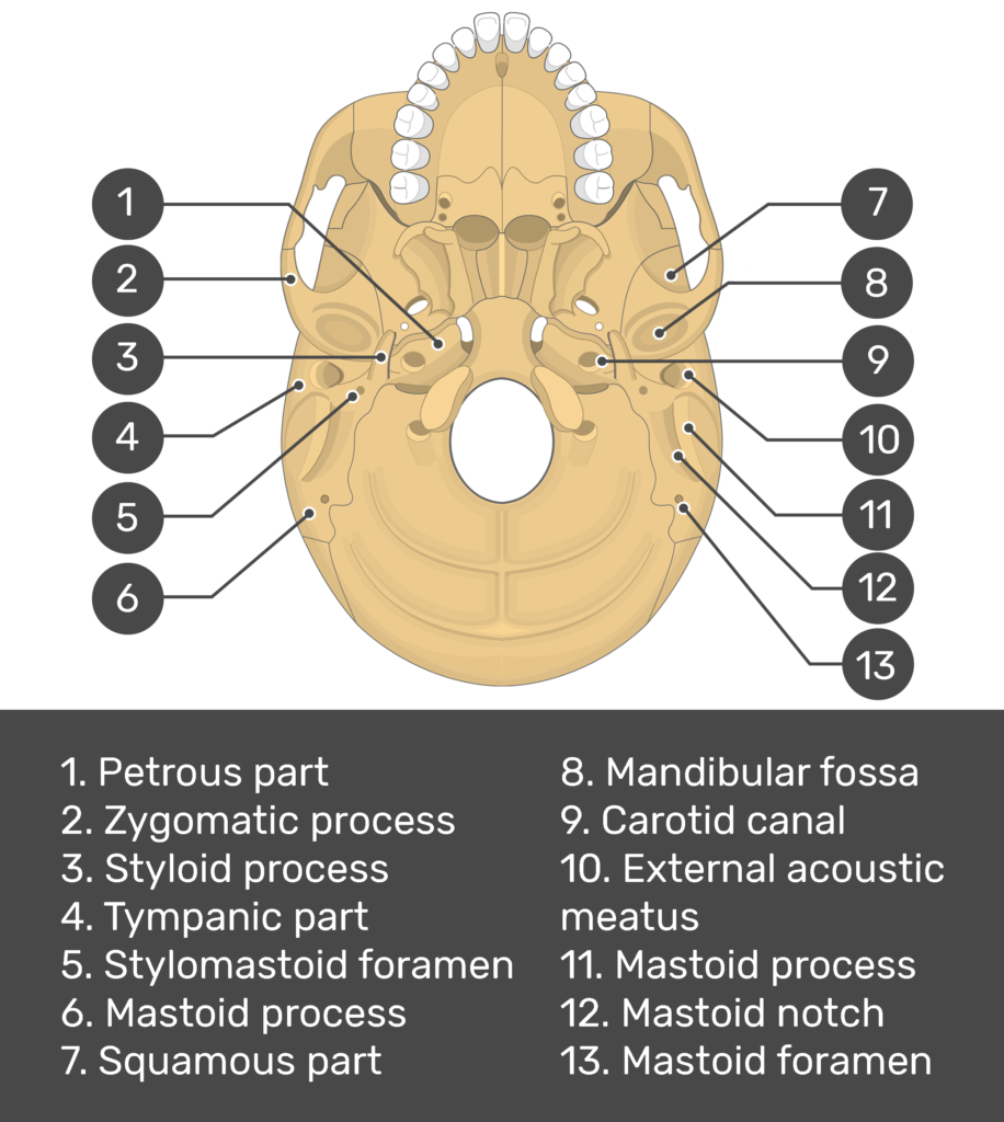 Skull Inferior By EPOS™