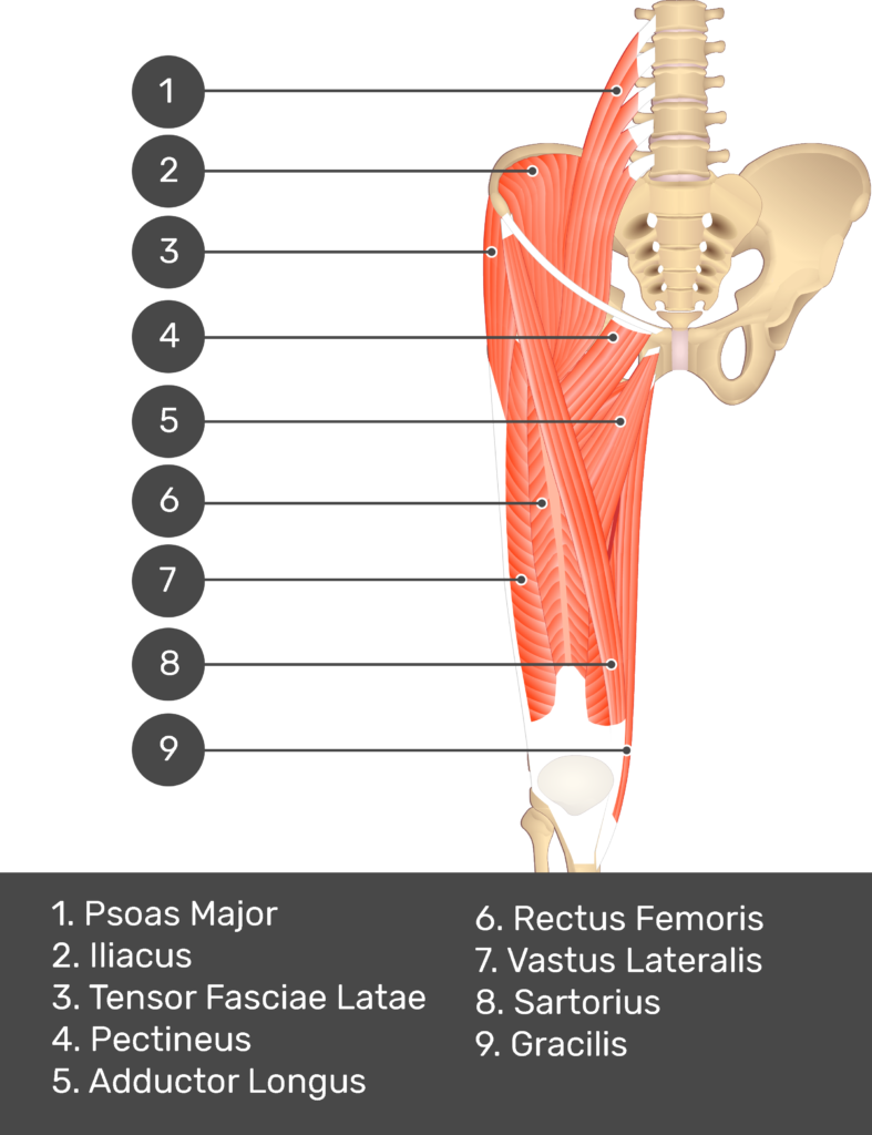 Psoas Muscle Attachments