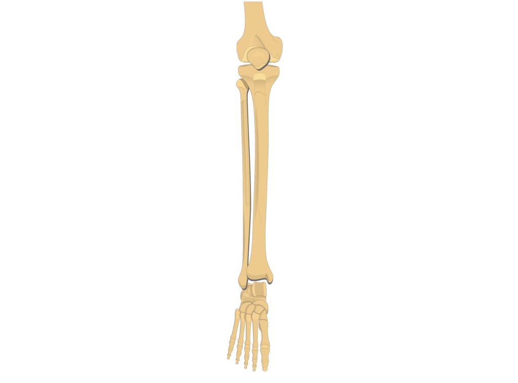Tibia and fibula: anatomy and labeled diagram | GetBodySmart