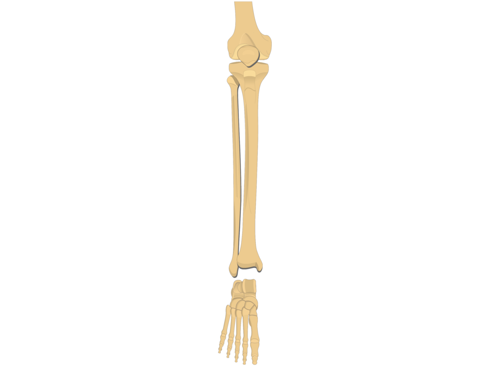 Tibia and fibula: anatomy and labeled diagram | GetBodySmart