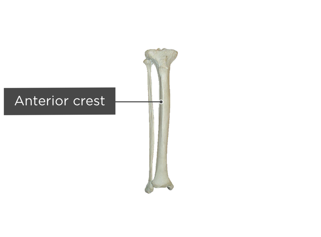 Tibia and fibula: anatomy and labeled diagram | GetBodySmart