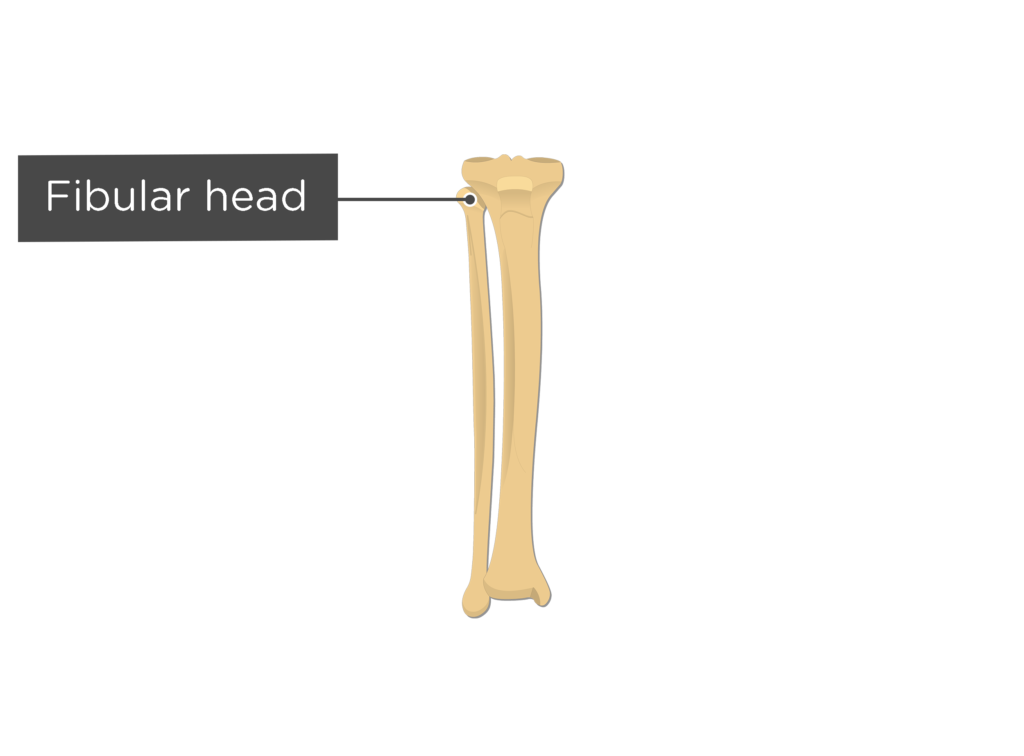 Tibia and fibula: anatomy and labeled diagram | GetBodySmart