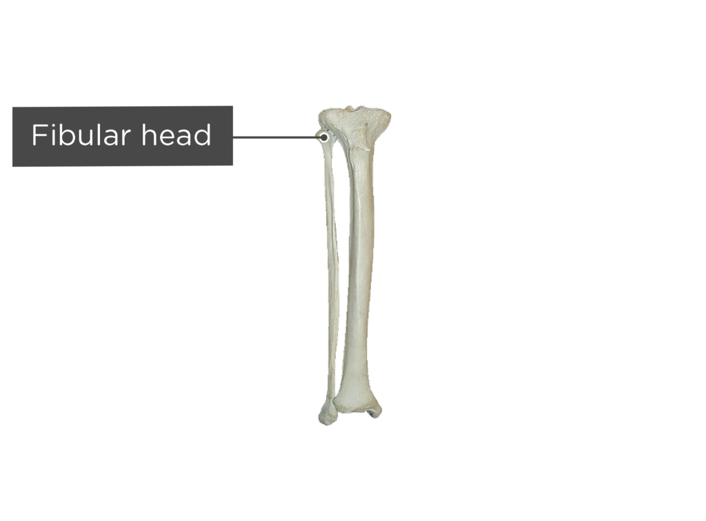 Head Of Fibula