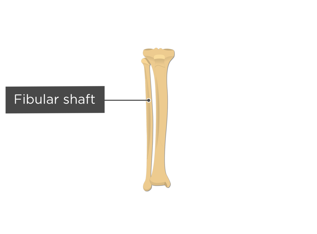 Tibia and fibula: anatomy and labeled diagram | GetBodySmart