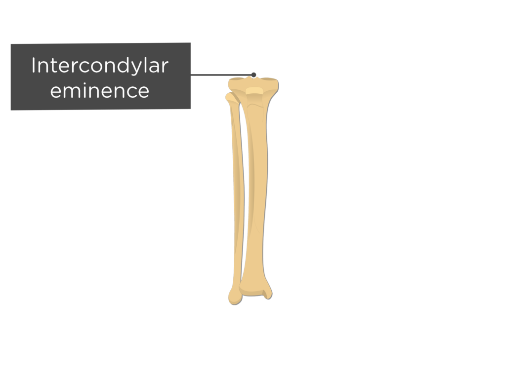 Intercondylar Eminence Of Tibia