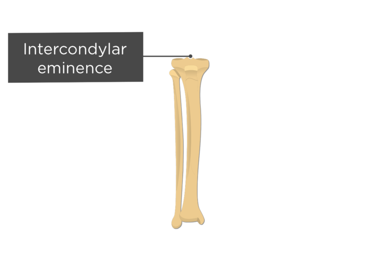 Tibia and Fibula Bones - Anatomy | GetBodySmart
