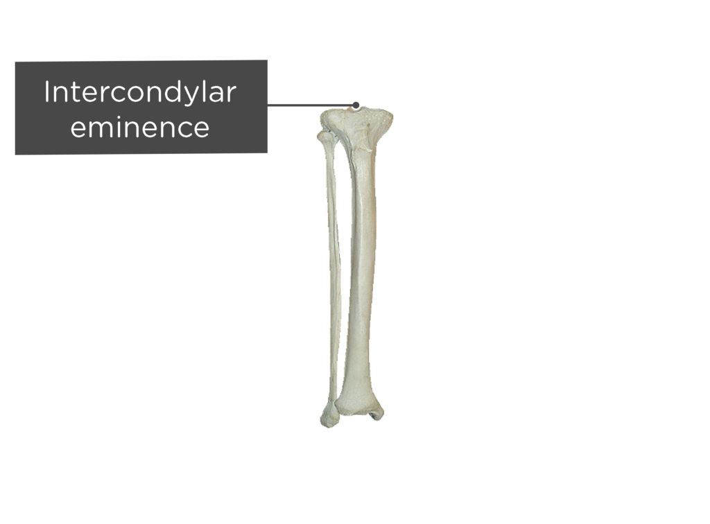 Tibia and fibula: anatomy and labeled diagram | GetBodySmart