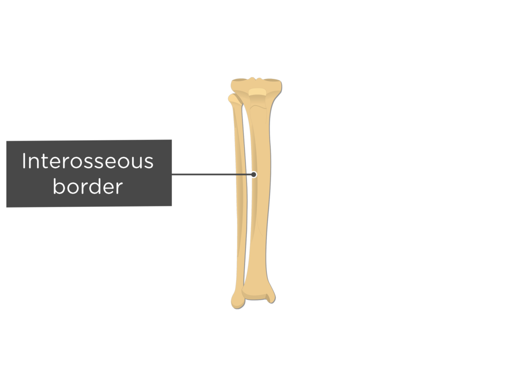 Fibula Labeled
