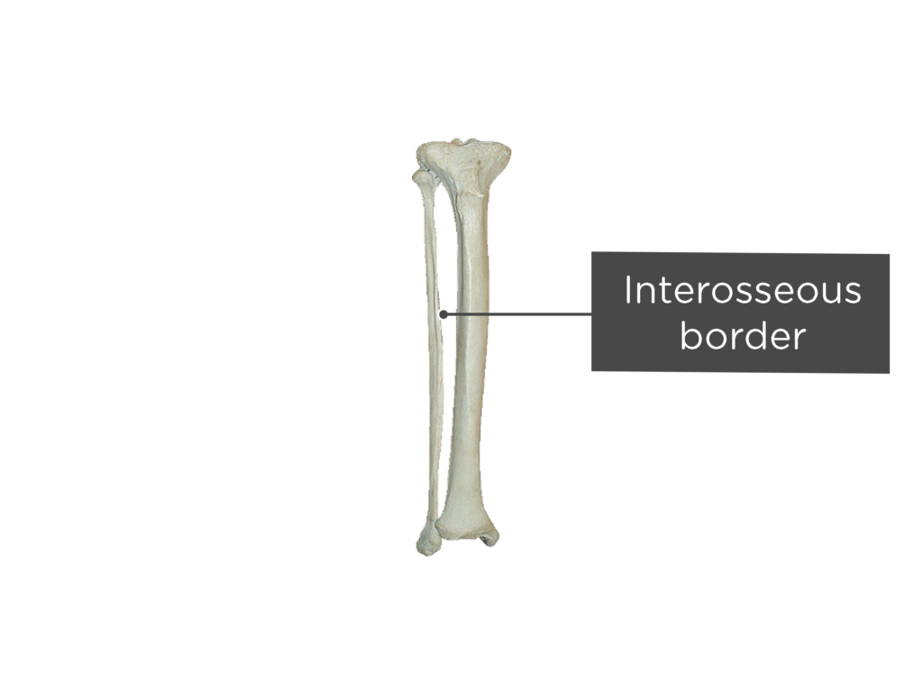 Tibia and fibula: anatomy and labeled diagram | GetBodySmart