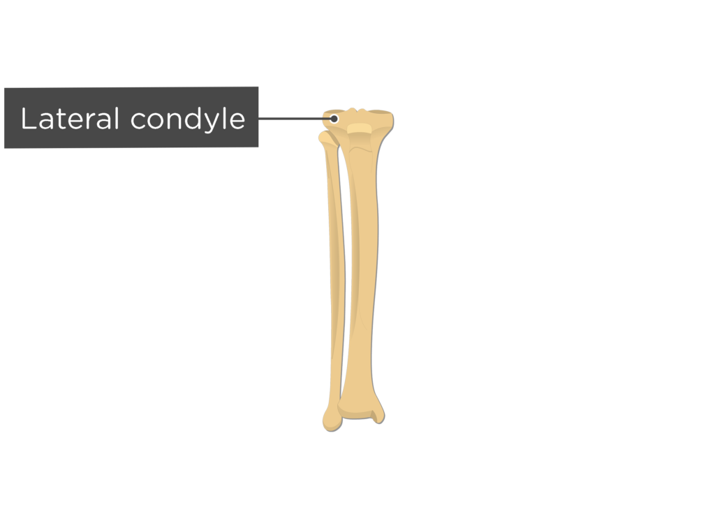 Fibula Anatomy Diagram