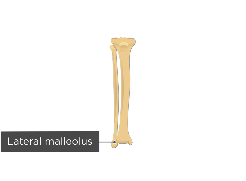Tibia and fibula: anatomy and labeled diagram | GetBodySmart