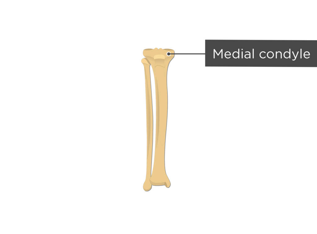 Tibia and fibula: anatomy and labeled diagram | GetBodySmart