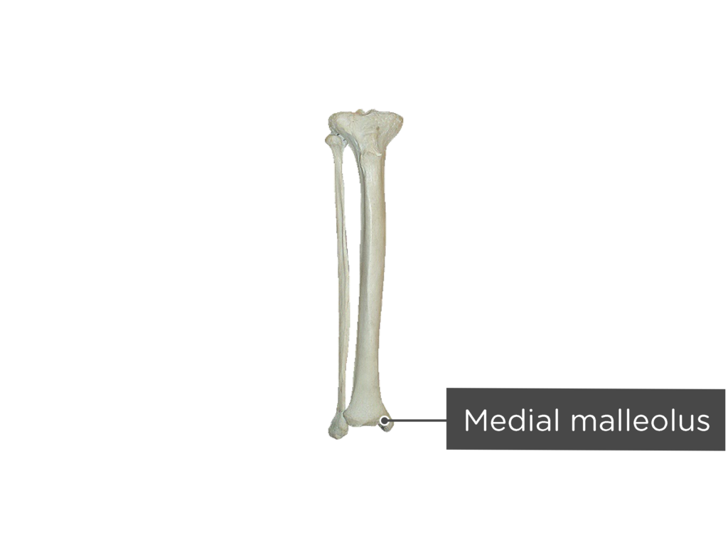 Tibia and fibula: anatomy and labeled diagram | GetBodySmart