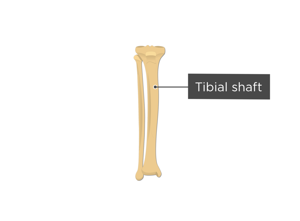 Tibia and fibula: anatomy and labeled diagram | GetBodySmart
