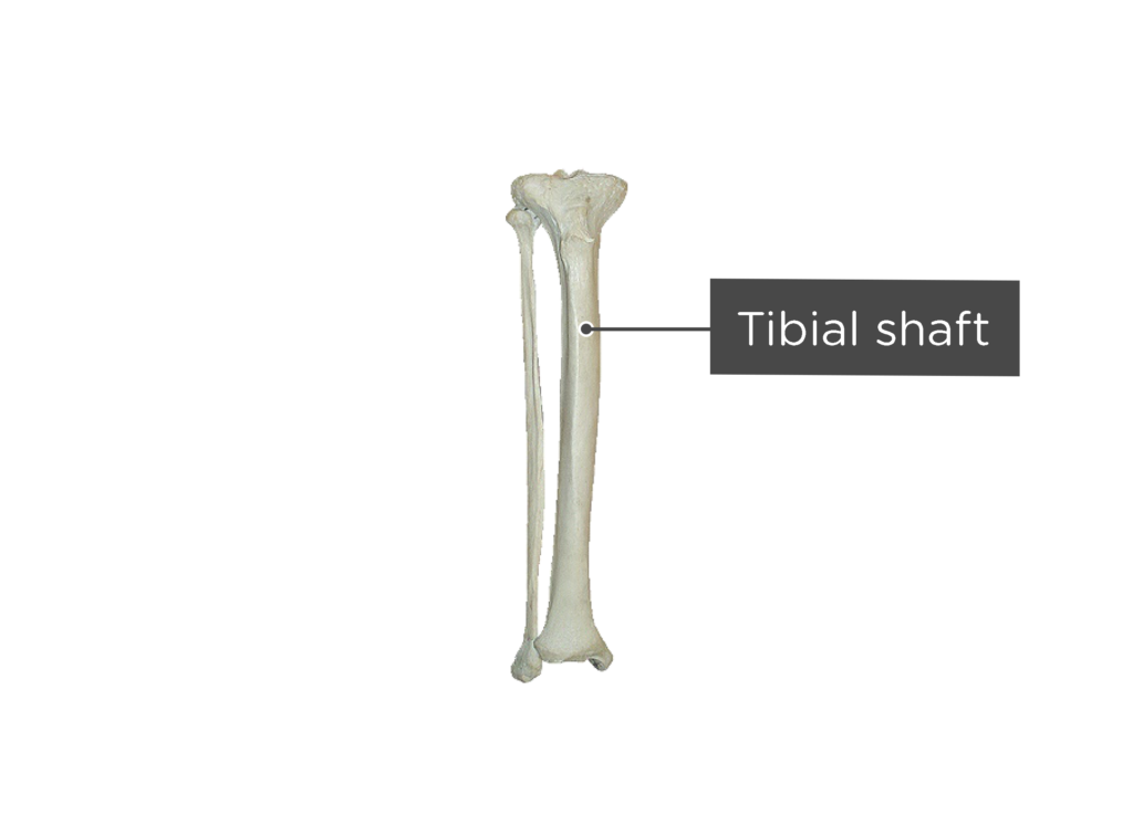 Tibia and fibula: anatomy and labeled diagram | GetBodySmart