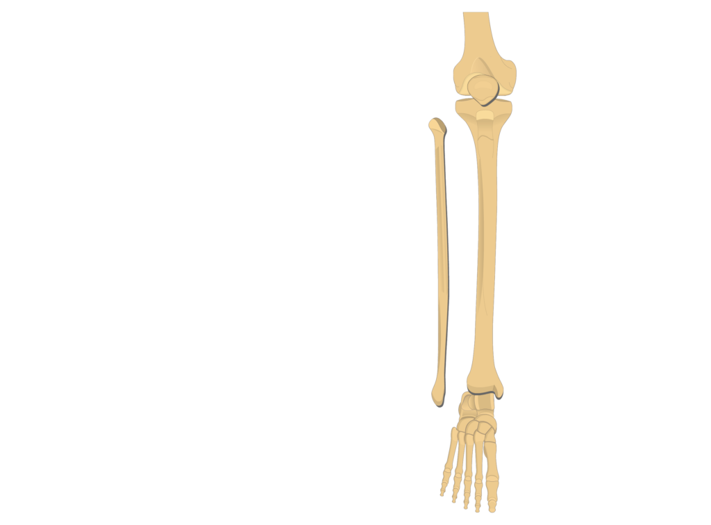 Tibia and fibula: anatomy and labeled diagram | GetBodySmart