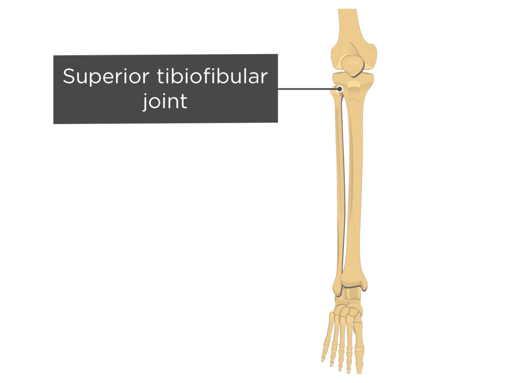 Tibia and fibula: anatomy and labeled diagram | GetBodySmart