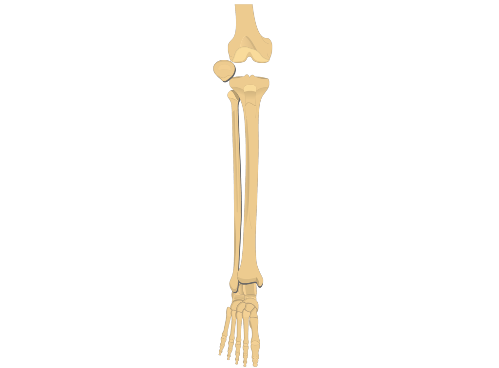 Tibia and fibula: anatomy and labeled diagram | GetBodySmart