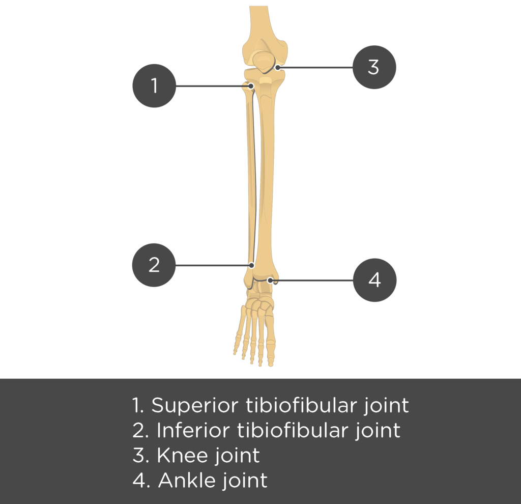 Tibia And Fibula Diagram Labeled