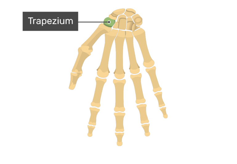 Anatomy of the Hand and Wrist Bones | GetBodySmart