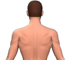 Spinalis Thoracis Muscle | GetBodySmart