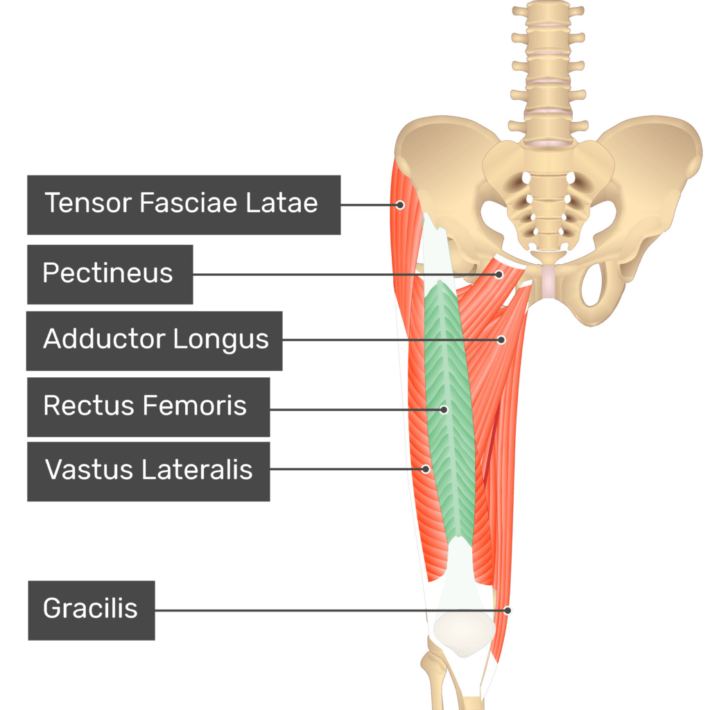 Quadriceps Femoris Muscle Origin Insertion And Function Quadriceps Femoris Muscle - Anatomy ...
