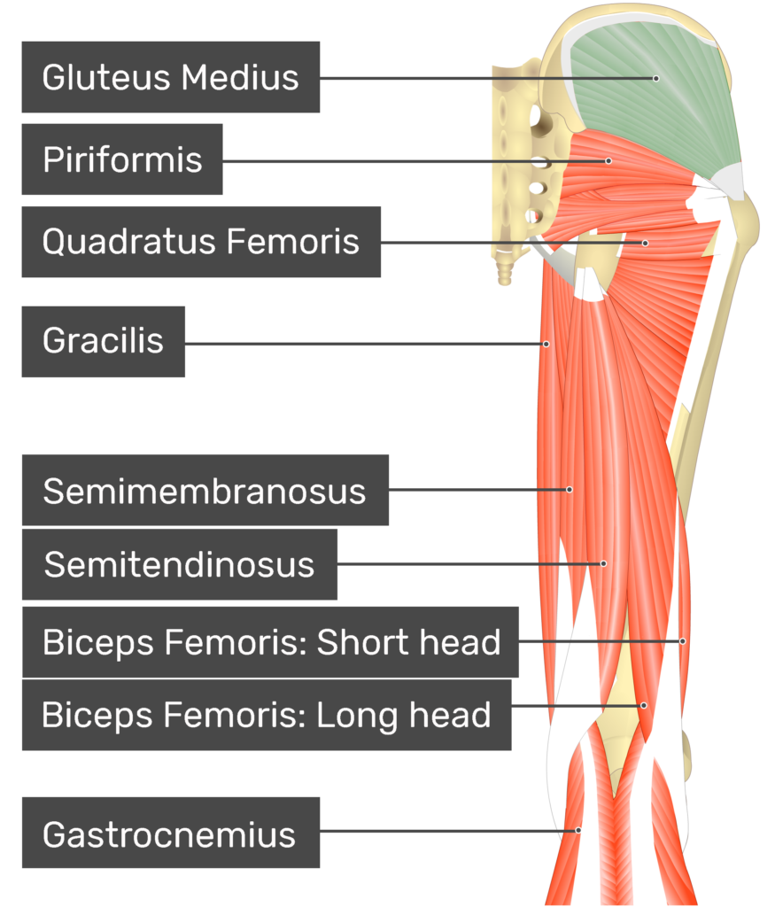 Gluteal Muscles