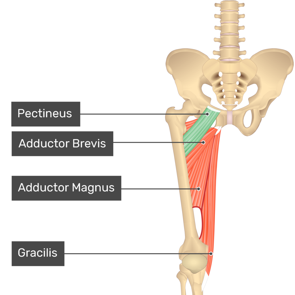 Pectineus Origin And Insertion