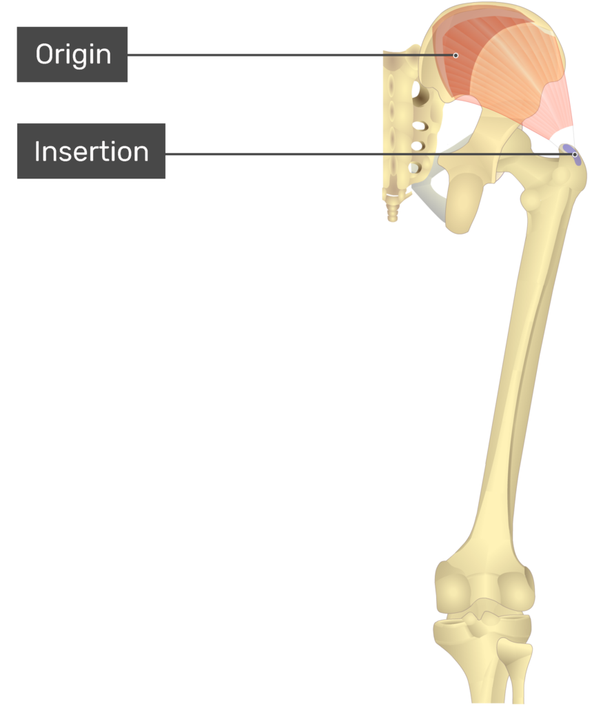 Gluteus Medius Action Rehabilitation After Gluteus Medius And Minimus