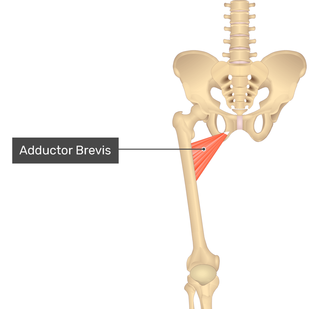 Adductor Brevis Muscle