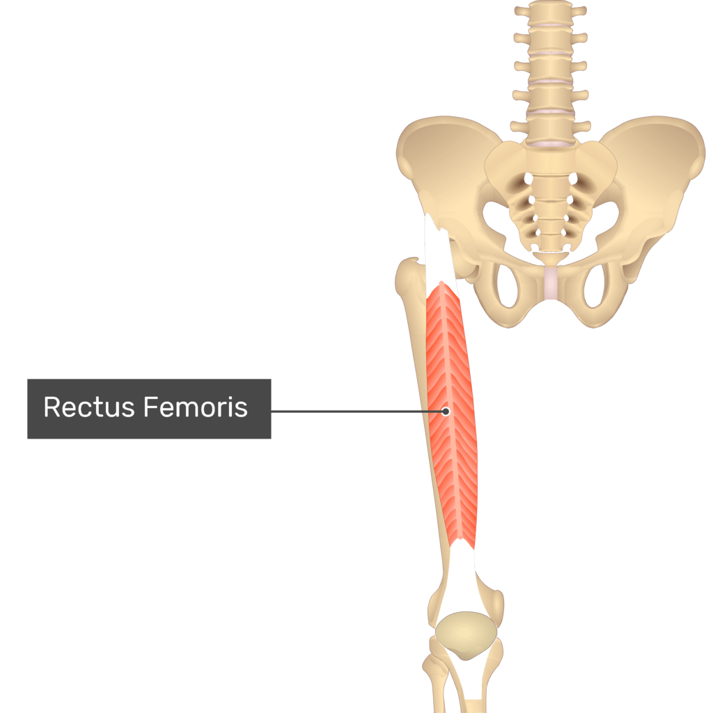 Biceps Femoris Origin And Insertion