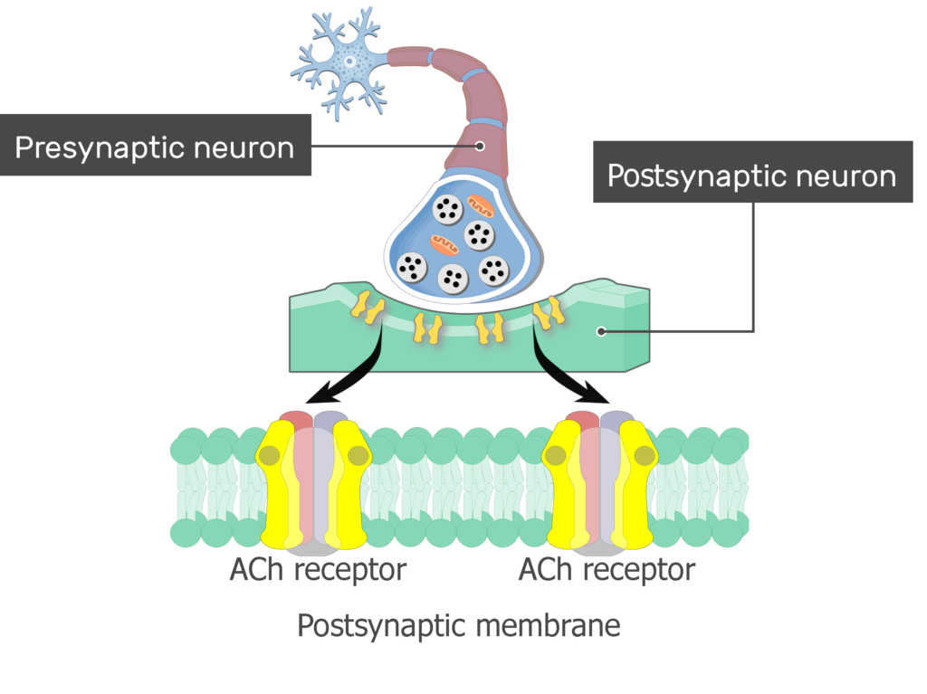 What Is Ach Anatomy CV Physiology | Adrenergic And Cholinergic