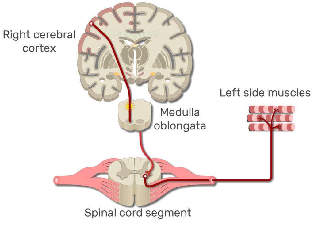 Primary motor cortex: location and function | GetBodySmart