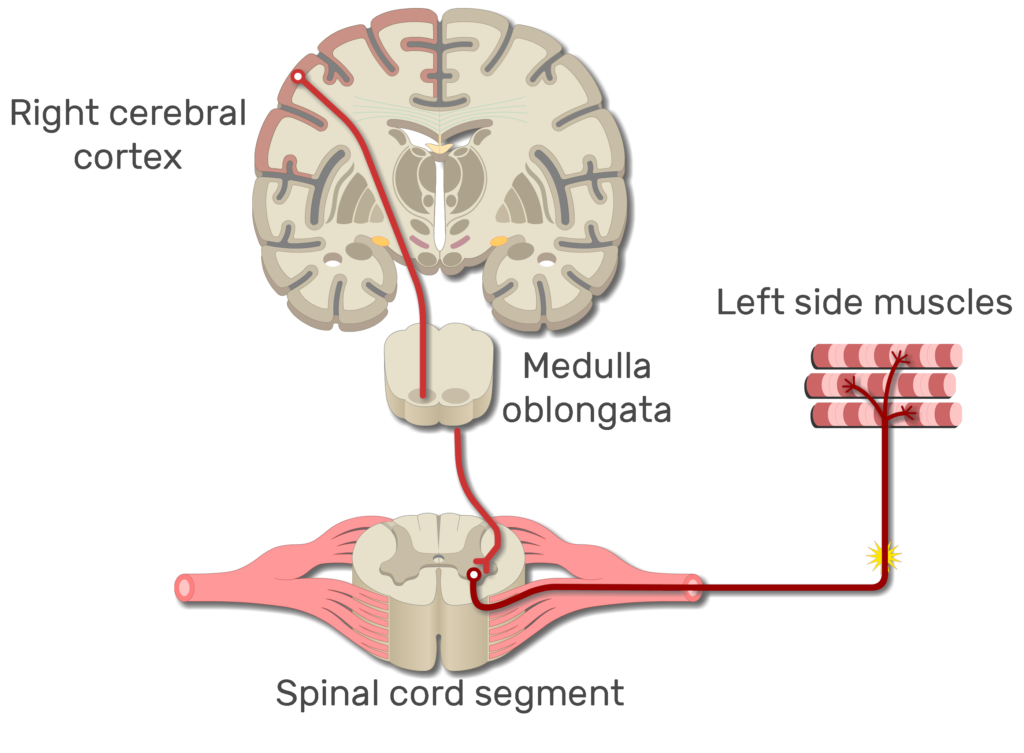 Brain Primary Motor Cortex Representing Your Body In Your Brain
