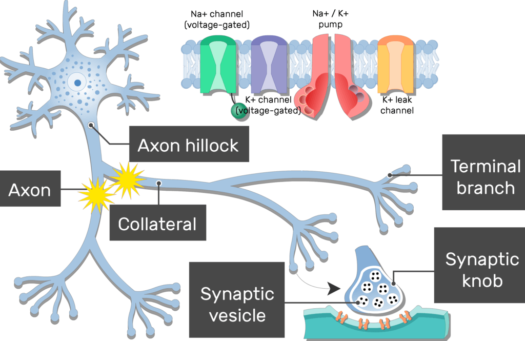 Axon - Structure and Functions | GetBodySmart