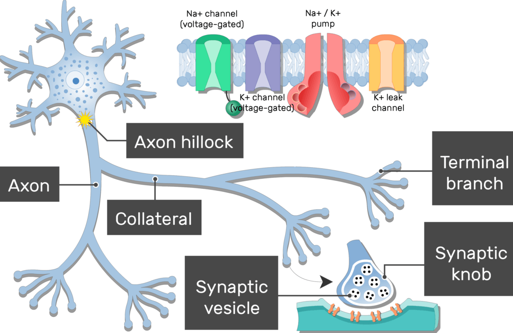 Axon - Structure and Functions | GetBodySmart