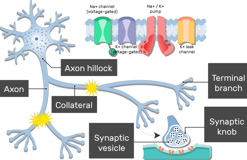 Axon - Structure and Functions | GetBodySmart