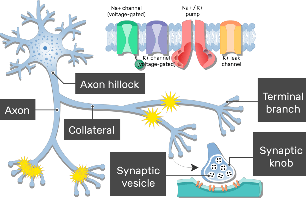 Axon - Structure and Functions | GetBodySmart