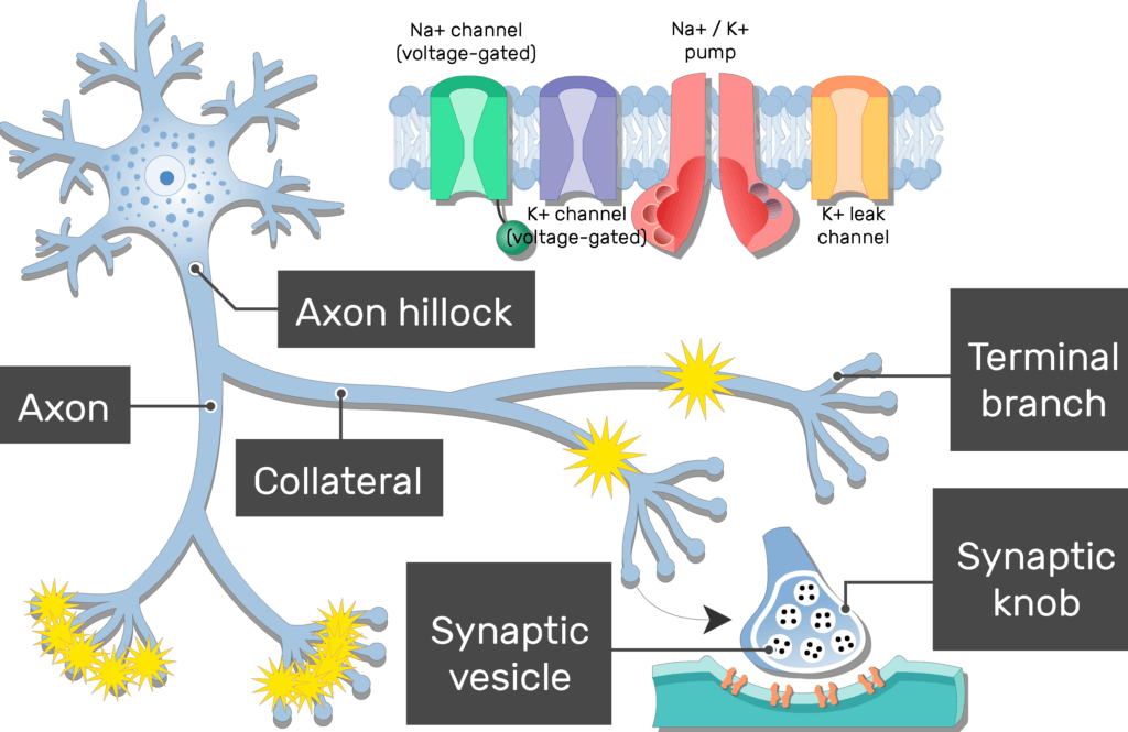 Axon - Structure and Functions | GetBodySmart